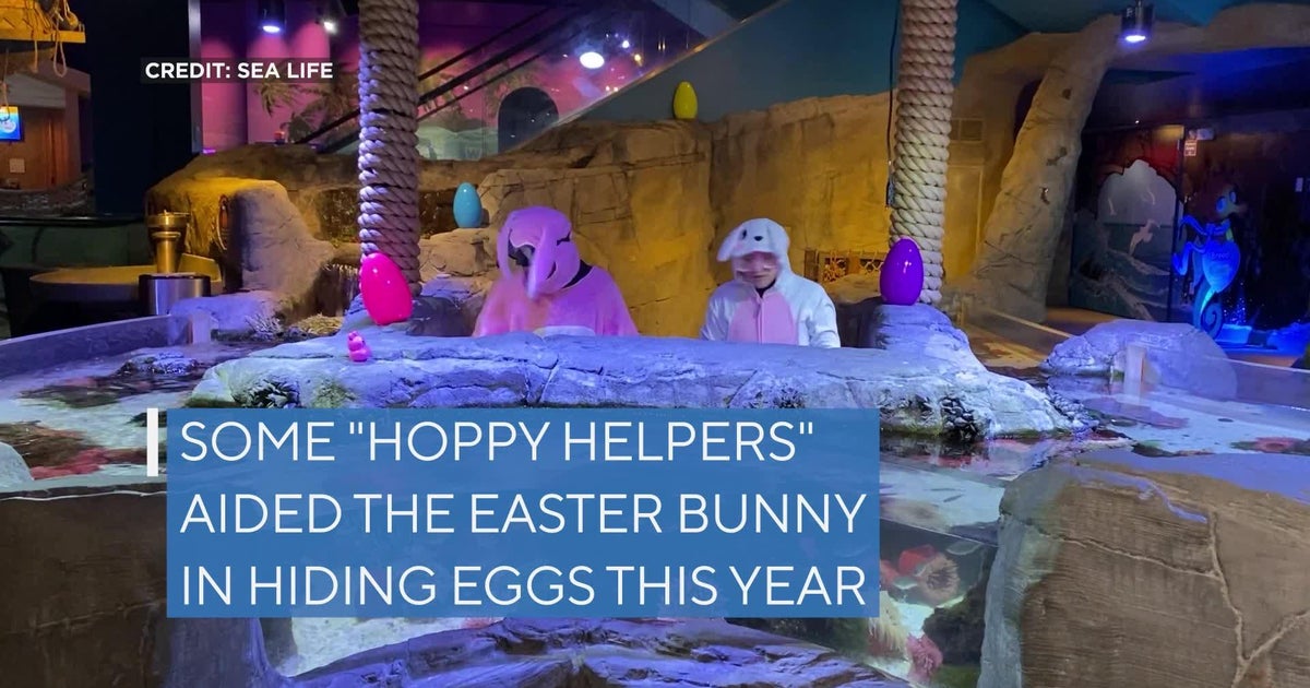 Scuba Bunny "helpers" hide eggs at MOA's Sea Life exhibit - CBS Minnesota