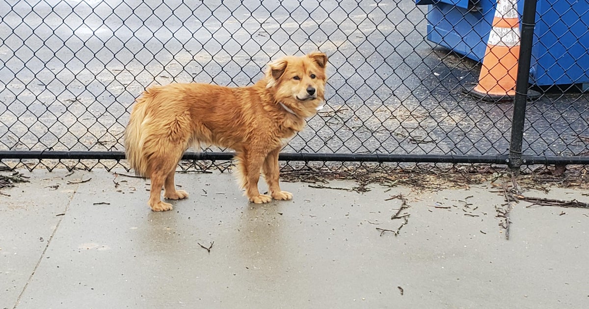 Dogs rescued from Korean meat trade up for adoption - CBS Boston