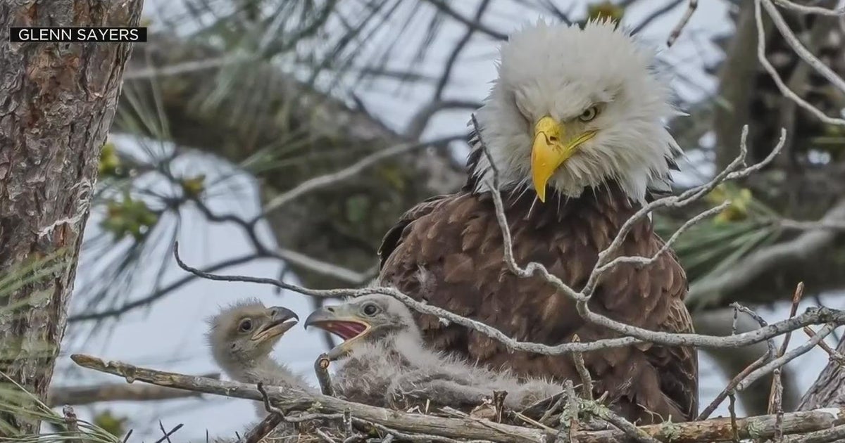 Baby bald eagles' sibling rivalry on full display - CBS Sacramento