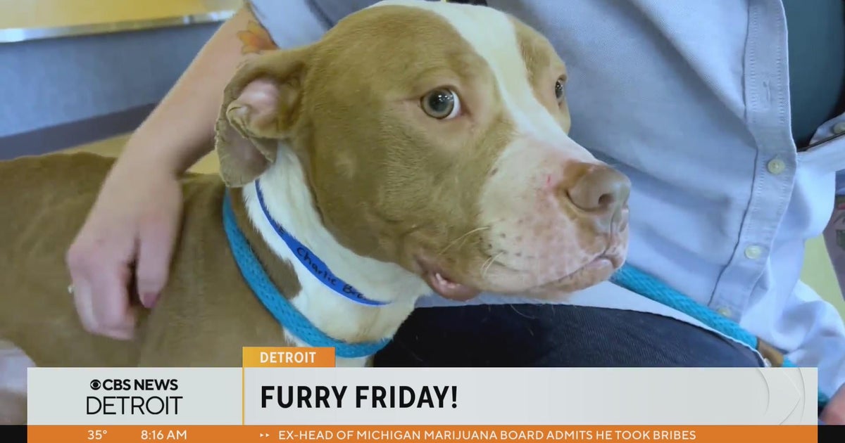 Furry Fridays: Meet Charlie Brown and Satra - CBS Detroit