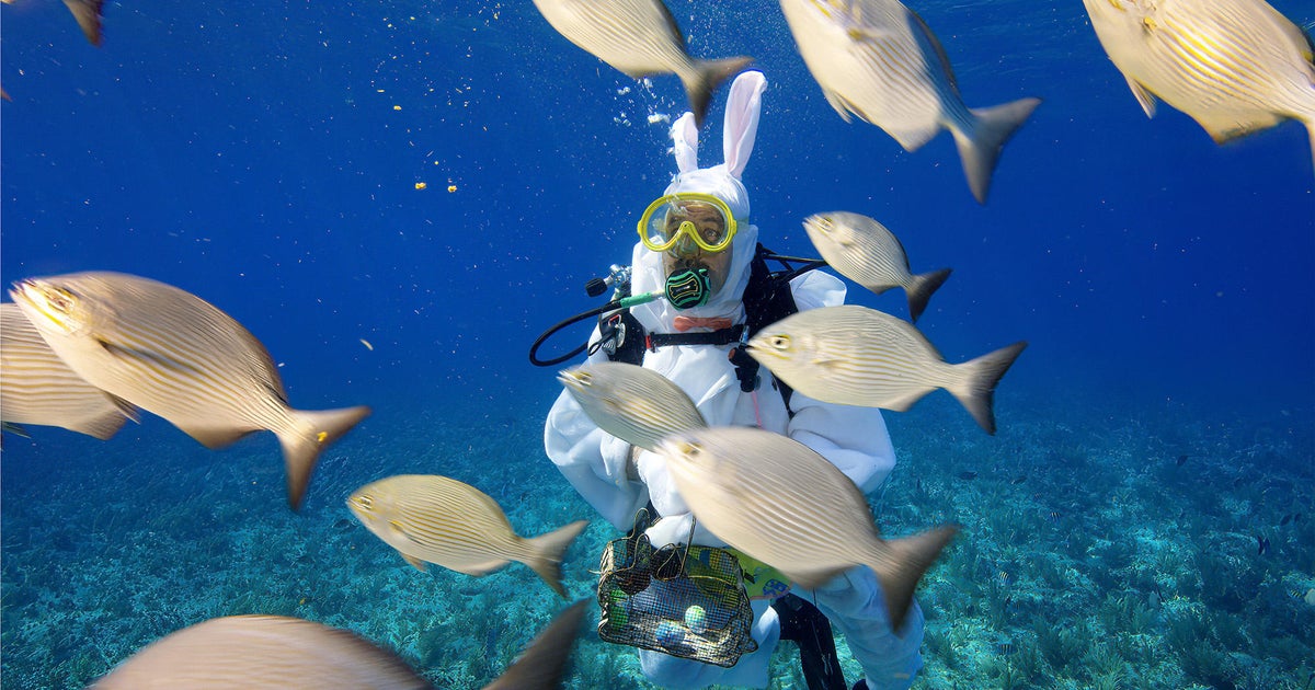 Scuba-diving 'Easter Bunny' stages underwater egg hunt off Florida Keys ...