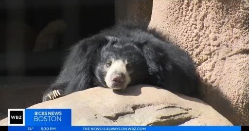 Effort underway to save Capron Park Zoo in Attleboro - CBS Boston
