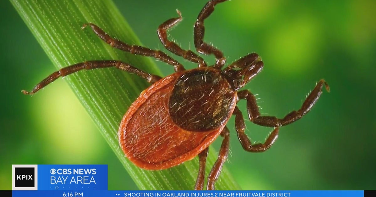 Wet winter leads to unusual spike in the number of ticks in Bay Area ...