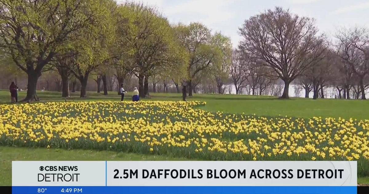 More than 2.5 million daffodils blooming in Detroit - CBS Detroit