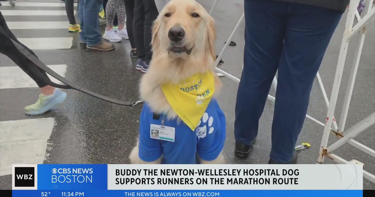 Buddy, Newton-Wellesley Hospital dog, supports marathon runners - CBS ...