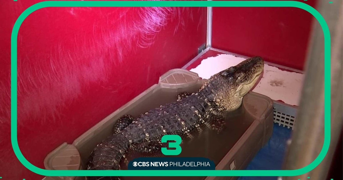 8-foot alligator rescued from a North Philadelphia row home - CBS ...
