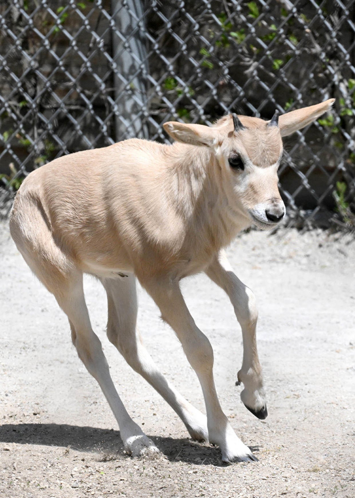 Endangered addax born at Brookfield Zoo - CBS Chicago
