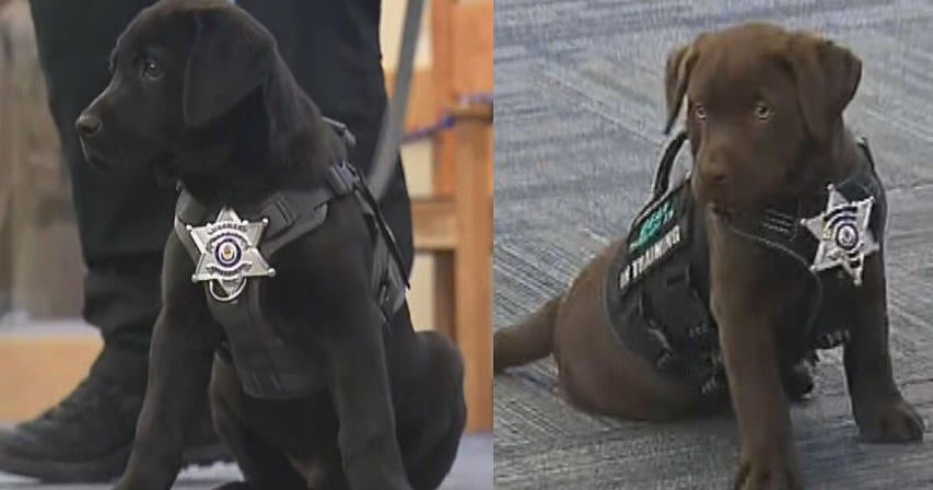 Meet Otis and Bear, Arapahoe County Sheriff's Office newest members of ...