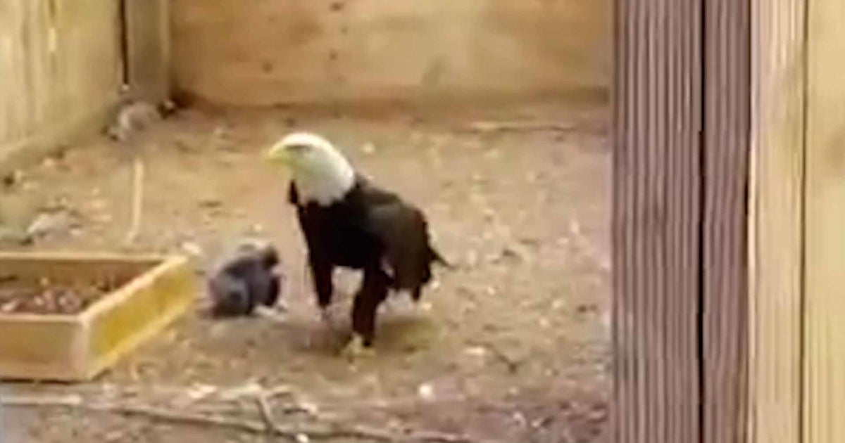 Eagle who wanted to be a dad cares for baby eaglet - CBS News