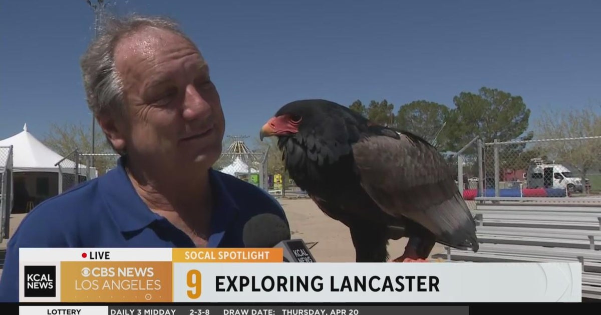 SoCal Spotlight: Lancaster's California Poppy Festival - CBS Los Angeles