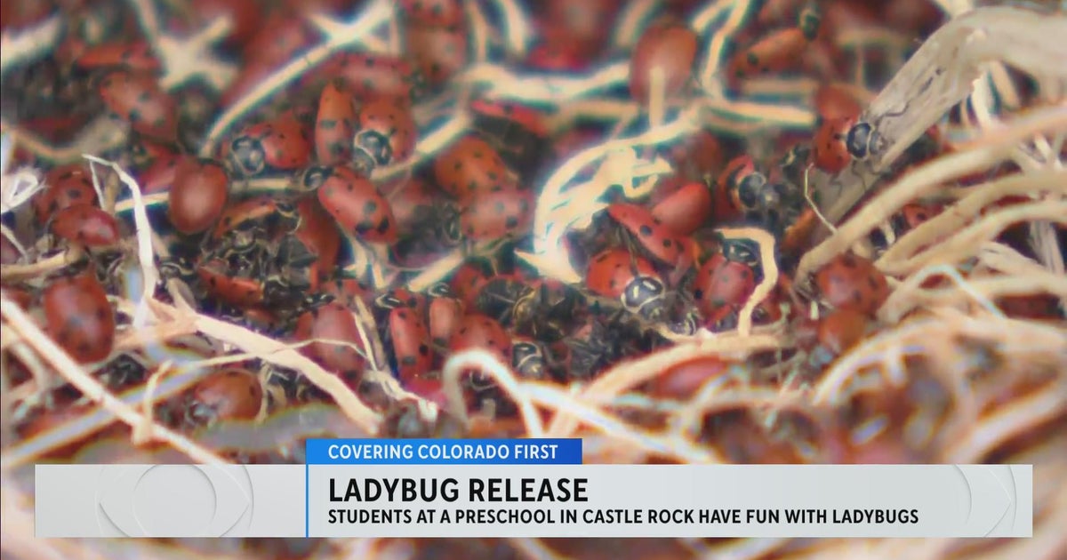 Earth Day celebrated at Castle Rock preschool with ladybugs release ...