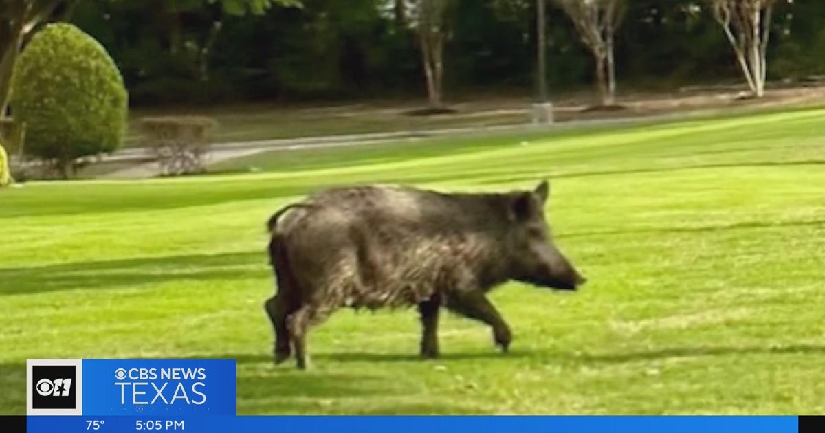 Feral hogs a real problem in McKinney - CBS Texas