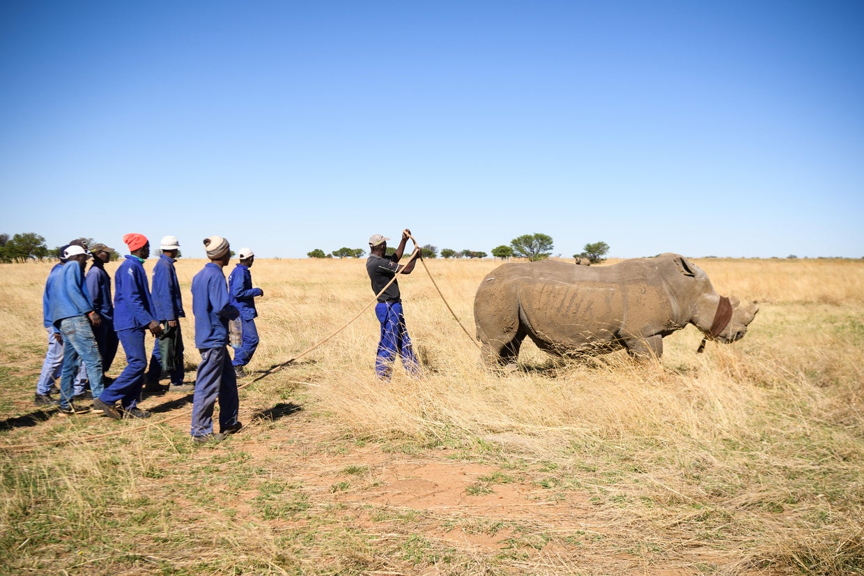 Former billionaire to auction world's biggest rhino farm after spending ...