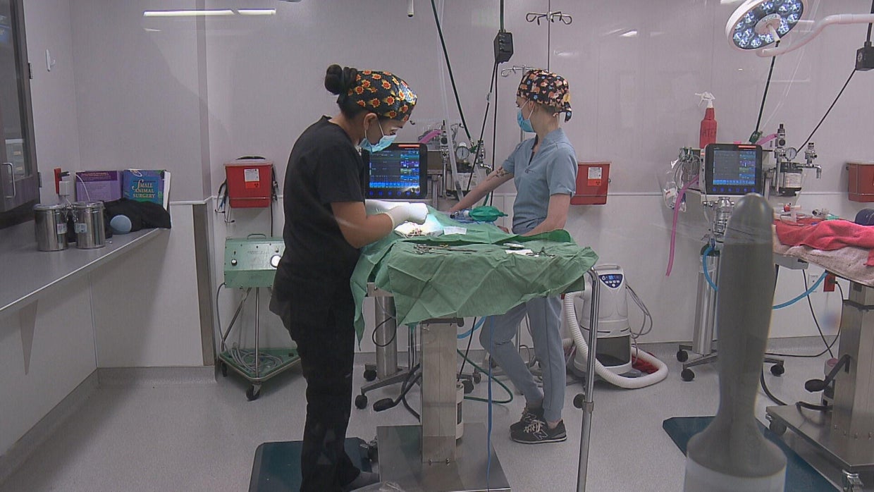 Animal welfare advocates will keep trying to expand veterinary care ...