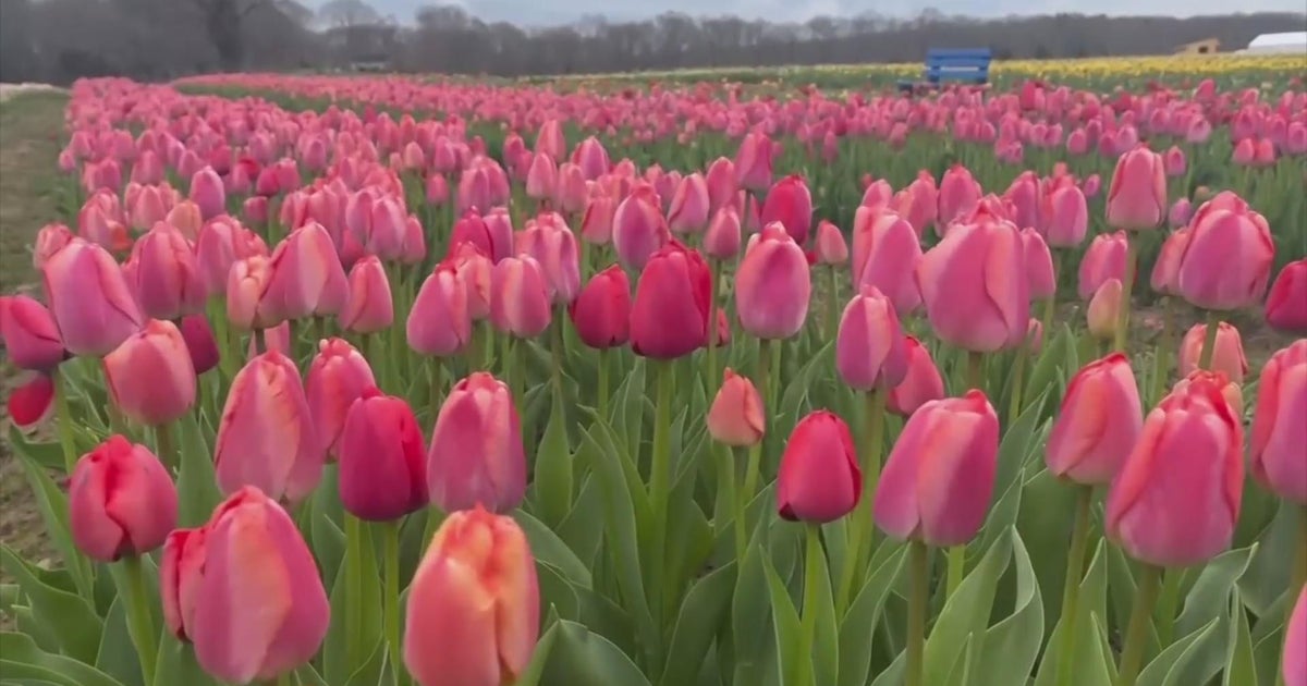 New England Living: Visiting Wicked Tulips - CBS Boston