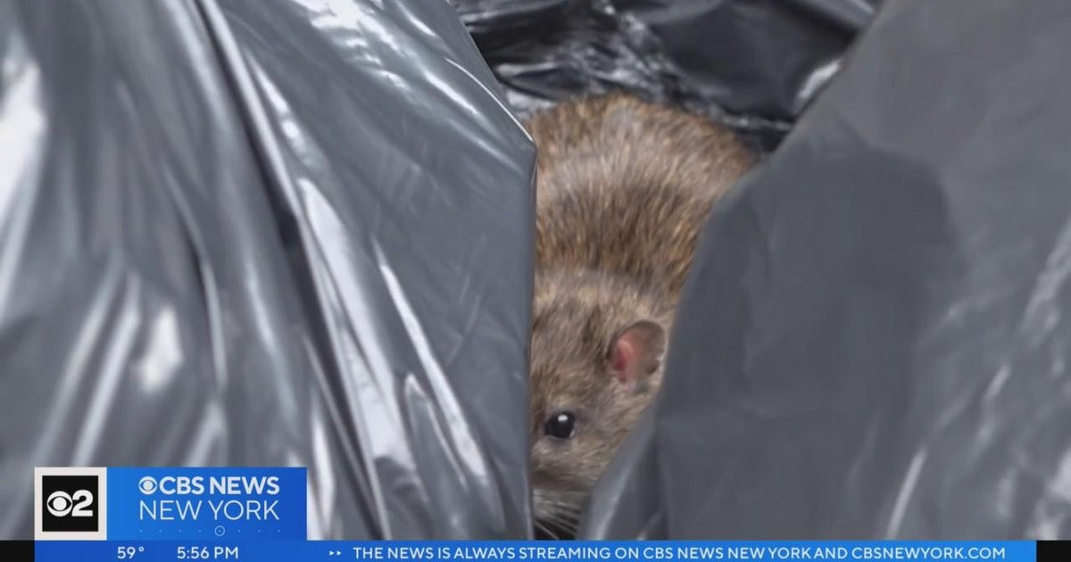 Inside one of NYC's new rat mitigation zones - CBS New York