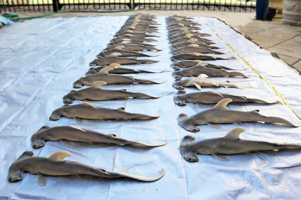 14-foot shark pregnant with 40 pups washes ashore on Alabama beach ...