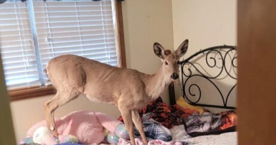 Deer smashes through window of Michigan home with family of 5 inside ...