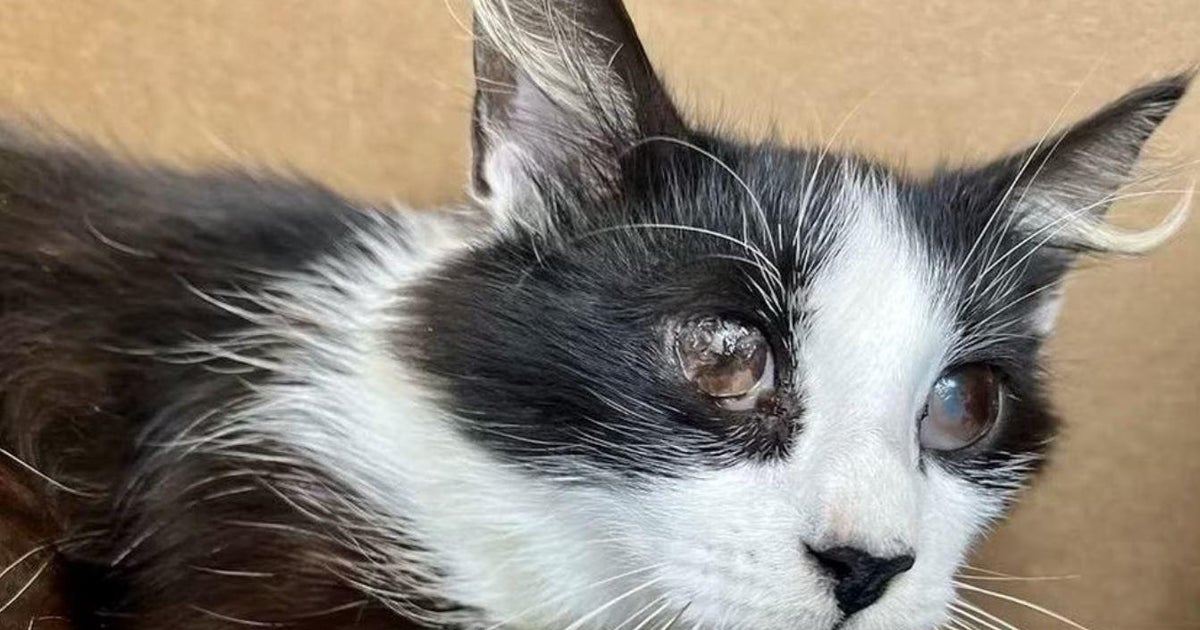 Cat thrown from moving car on Dauphin Island bridge, police looking for ...