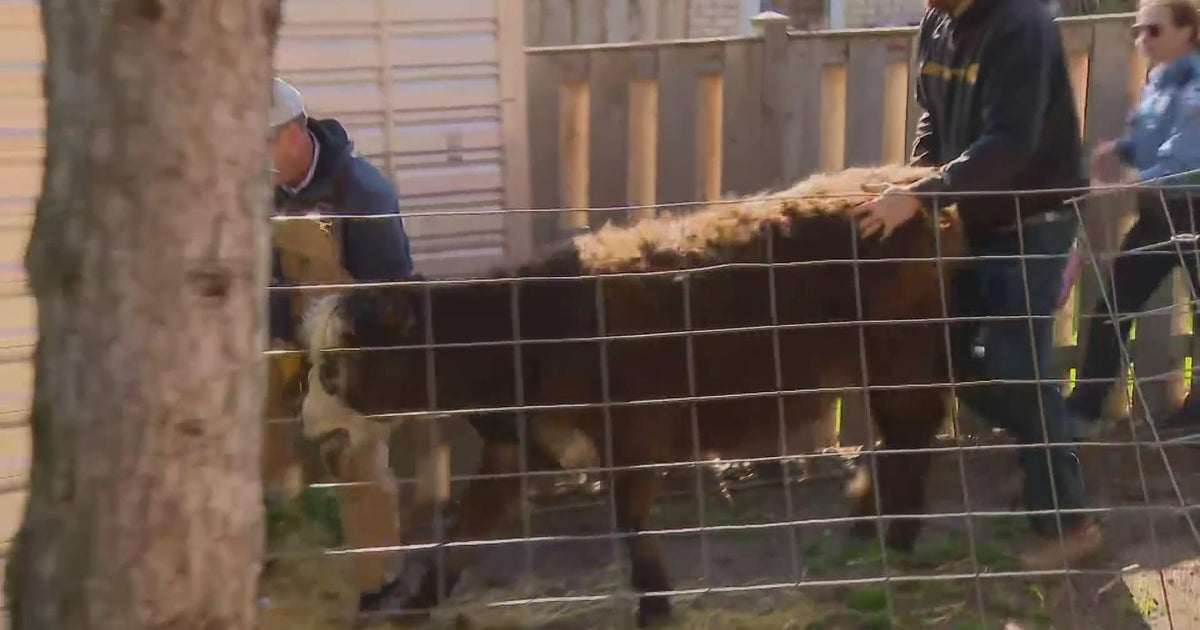 Cow secured after senior prank goes awry in Niles - CBS Chicago