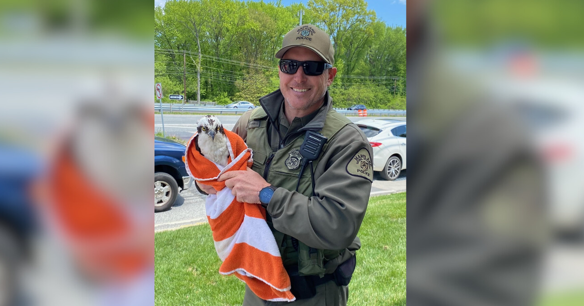 State officer rescues an Osprey in Anne Arundel County - CBS Baltimore