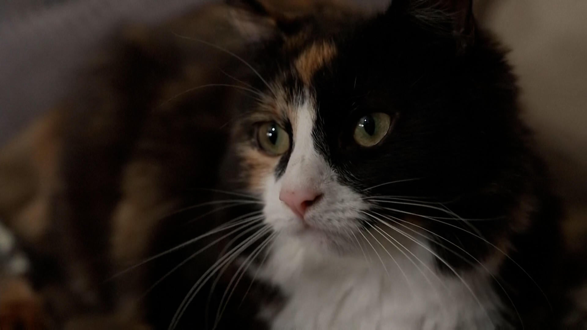 Watch The Uplift: Cat saves diabetic owner's life - Full show on CBS