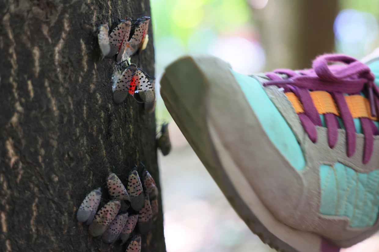 Spotted lanternflies could return earlier this year, officials say ...