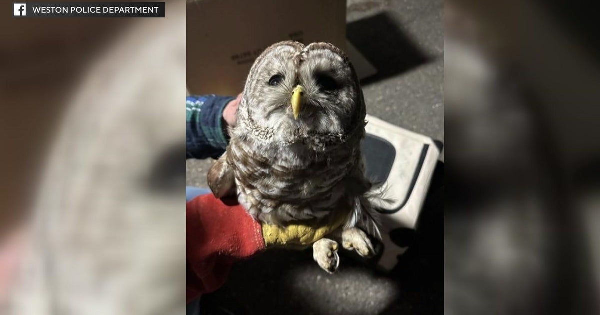 Owl recovering after flying into grill of car in Connecticut - CBS New York