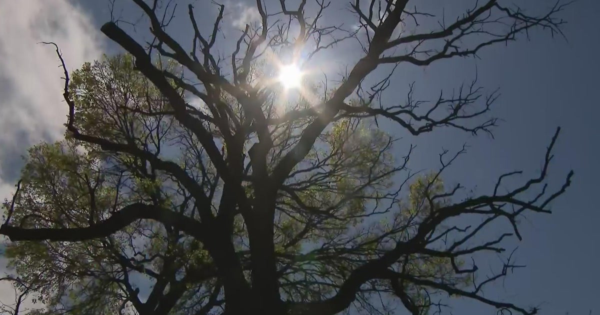 Time 300-year-old bur oak tree at Lincoln Park Zoo - CBS Chicago