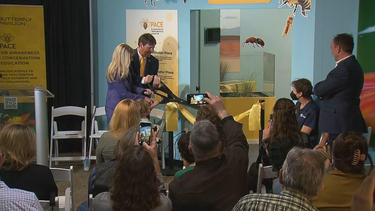 Butterfly Pavilion unveils "Pollinator Palooza" exhibit - CBS Colorado