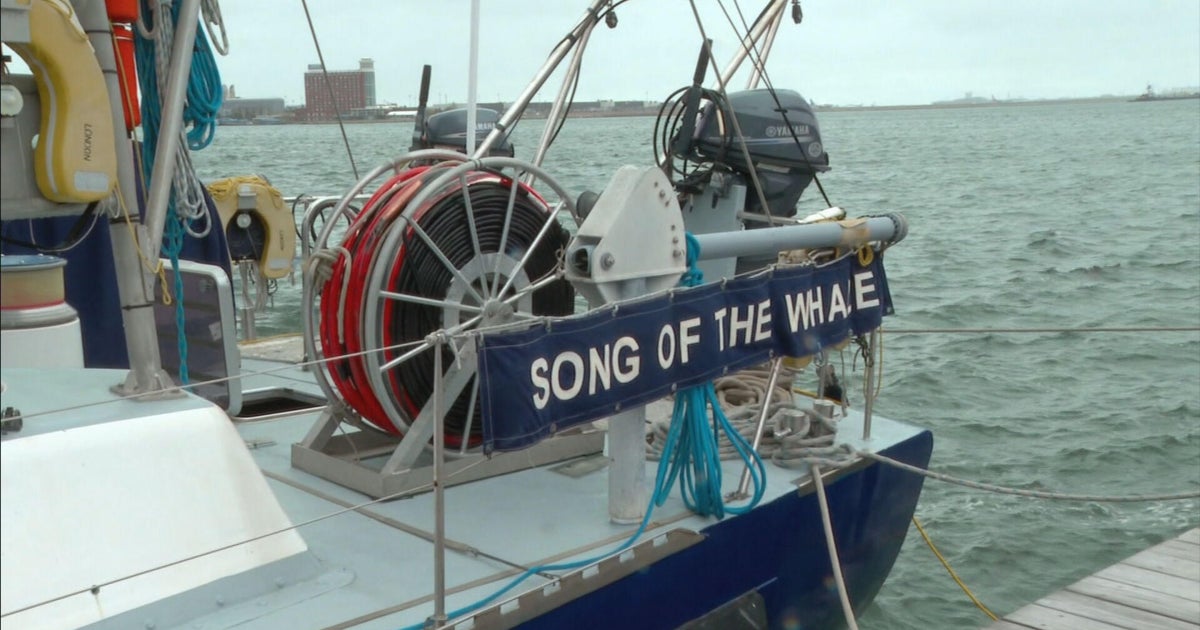 'Song of the Whale' research vessel collects data on how to protect ...