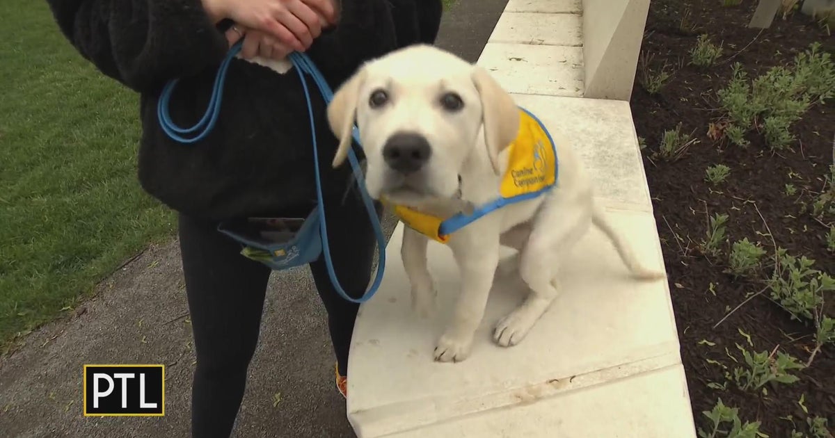 PTL Pupdate: Getting to know Lily and Roberto - CBS Pittsburgh