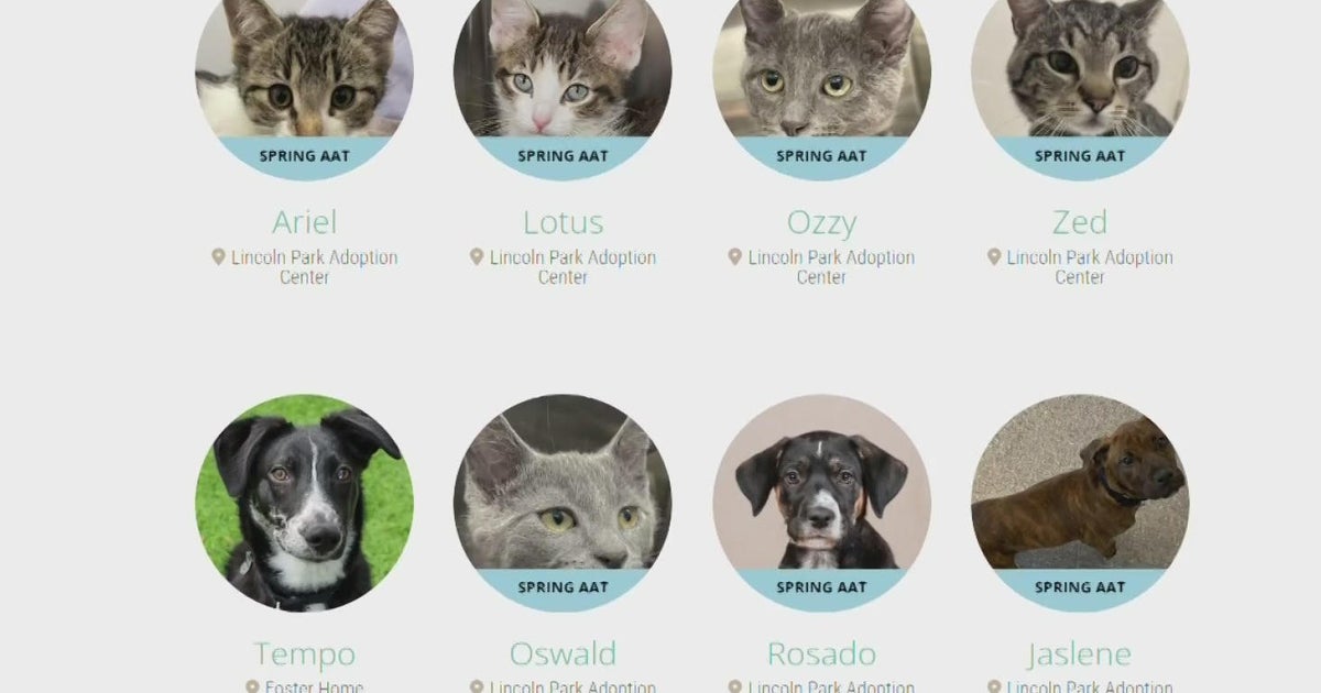 PAWS Chicago hosting Adopt-A-Thon this weekend - CBS Chicago