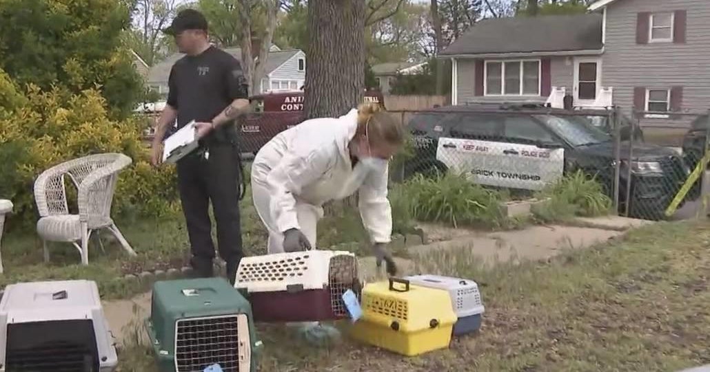 More than 100 cats rescued from home in Brick Township, New Jersey ...