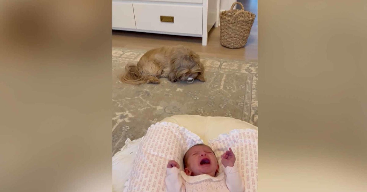 Sneaky dog steals pacifier from baby - CBS News
