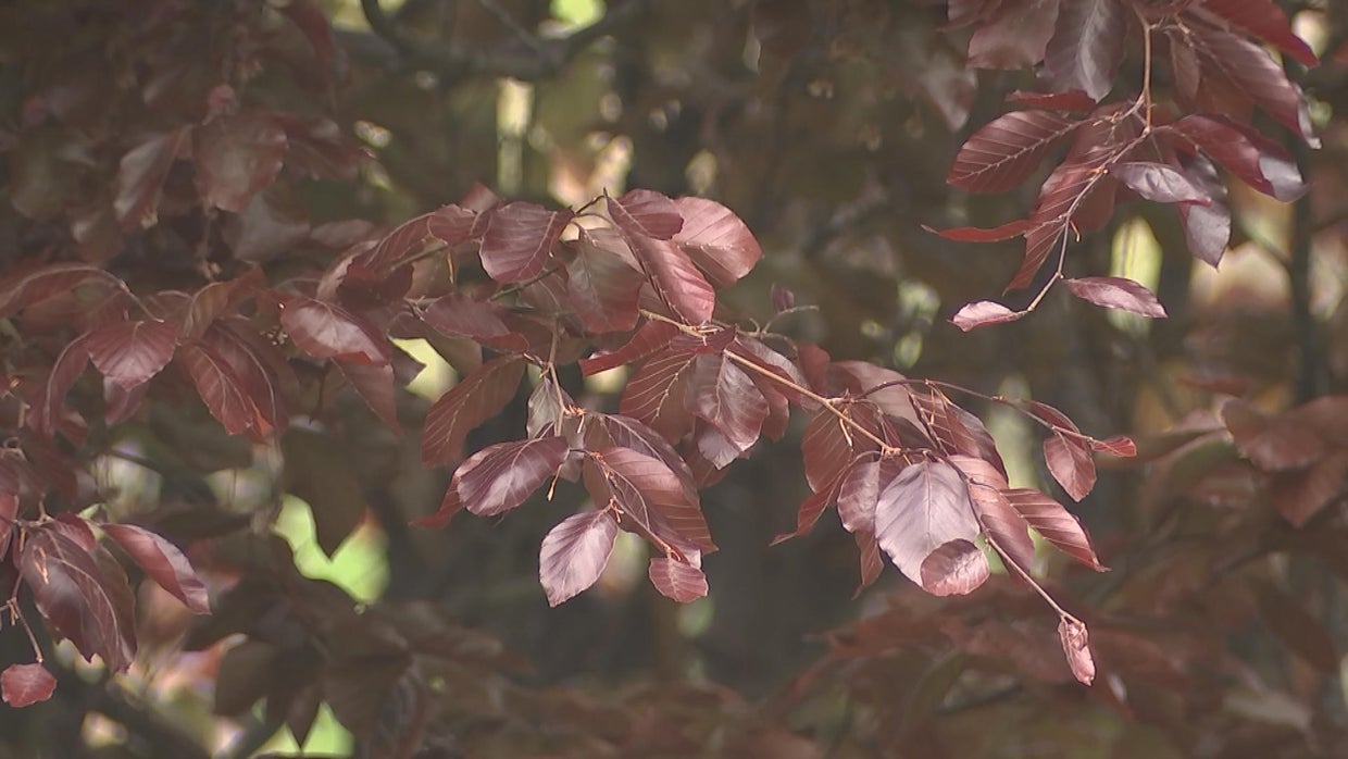 Researchers say ecosystem of beech trees are in danger - CBS Philadelphia