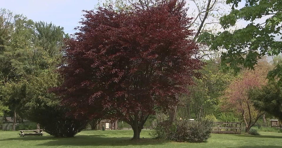 Researchers say ecosystem of beech trees are in danger - CBS Philadelphia