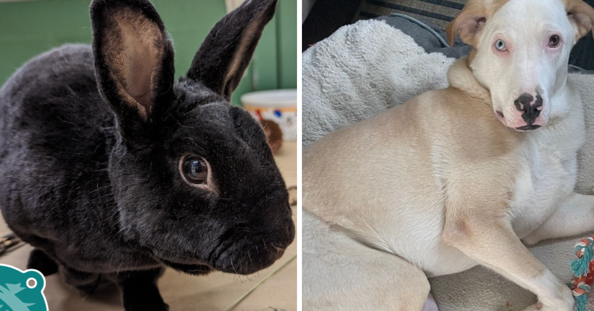 Adoptable pets Rex and Freddy: Furry Tails - CBS Pittsburgh