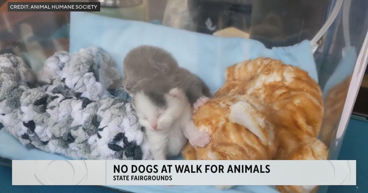 Annual Walk for Animals held without dogs for first time - CBS Minnesota
