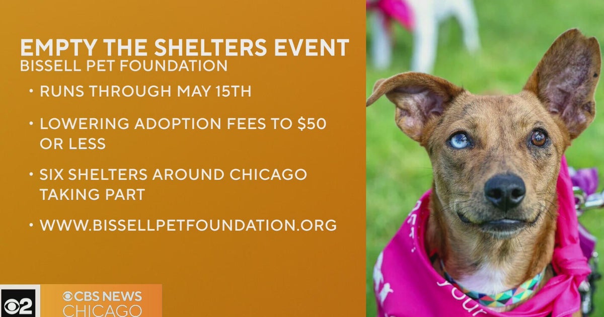 'Empty the Shelters' event happening through mid-May - CBS Chicago
