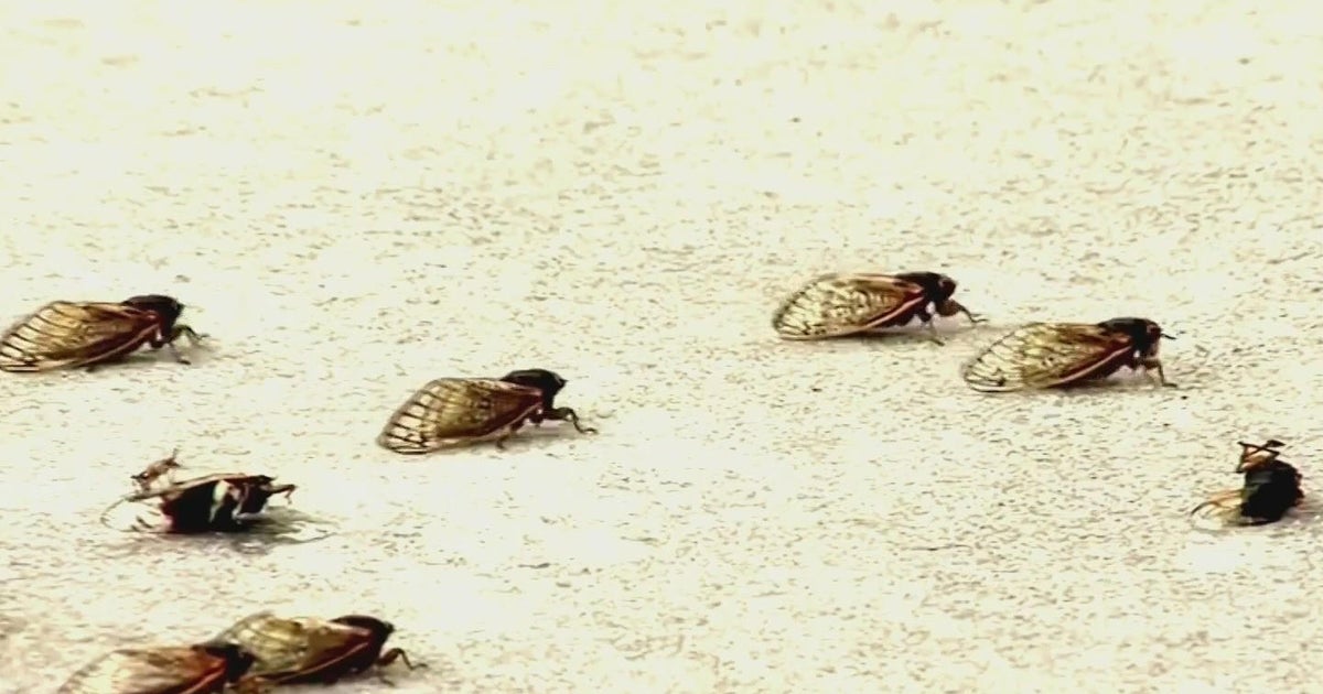 Some 17-year cicadas emerging early - CBS Chicago