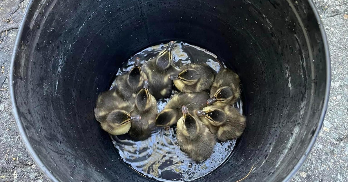20 ducklings rescued from storm drains in Ashland and Weston - CBS Boston
