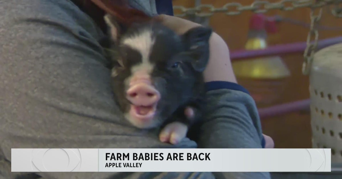 Meet the Minnesota Zoo's Farm Babies! - CBS Minnesota