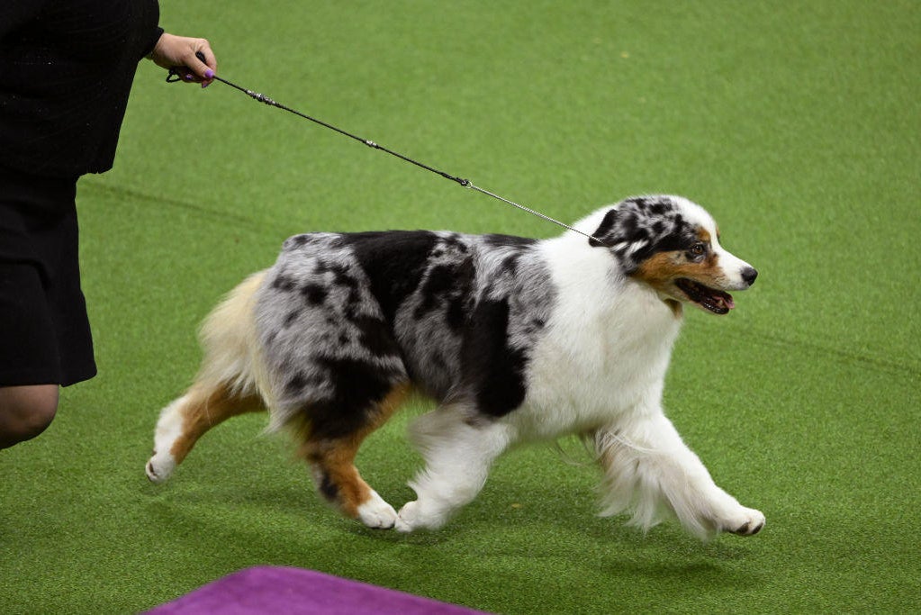 Buddy Holly wins best in show at Westminster dog show - CBS News