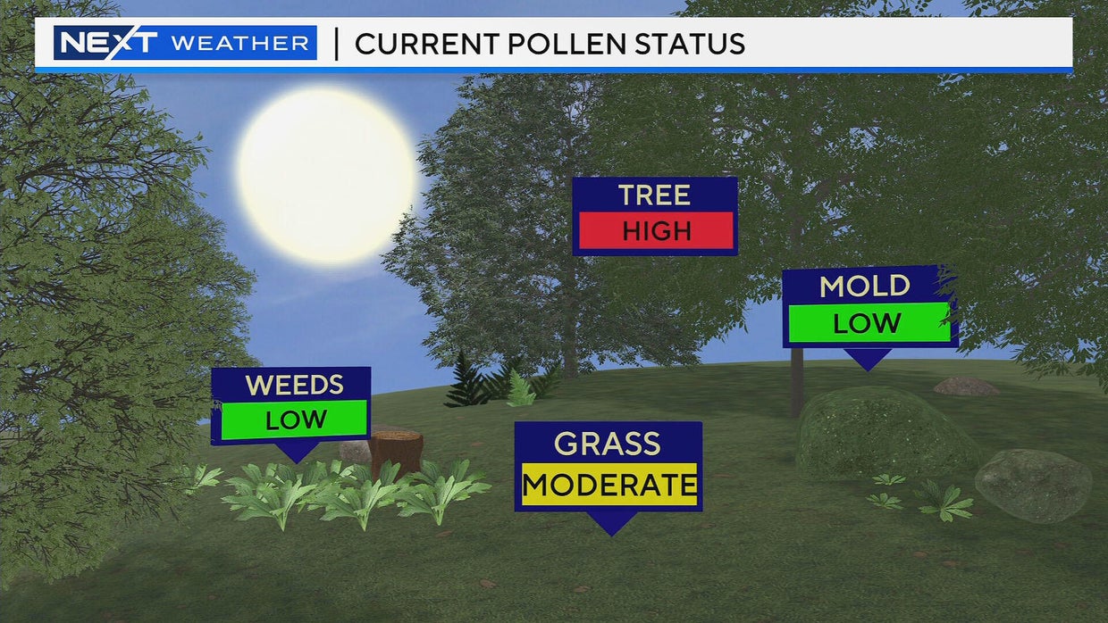 Pollen is back, but why does it seem so bad this year? - CBS Boston