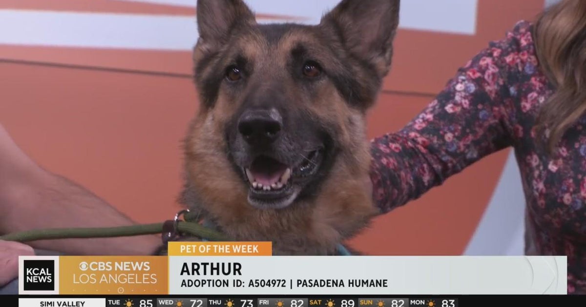 Pet Of The Week: Arthur - CBS Los Angeles
