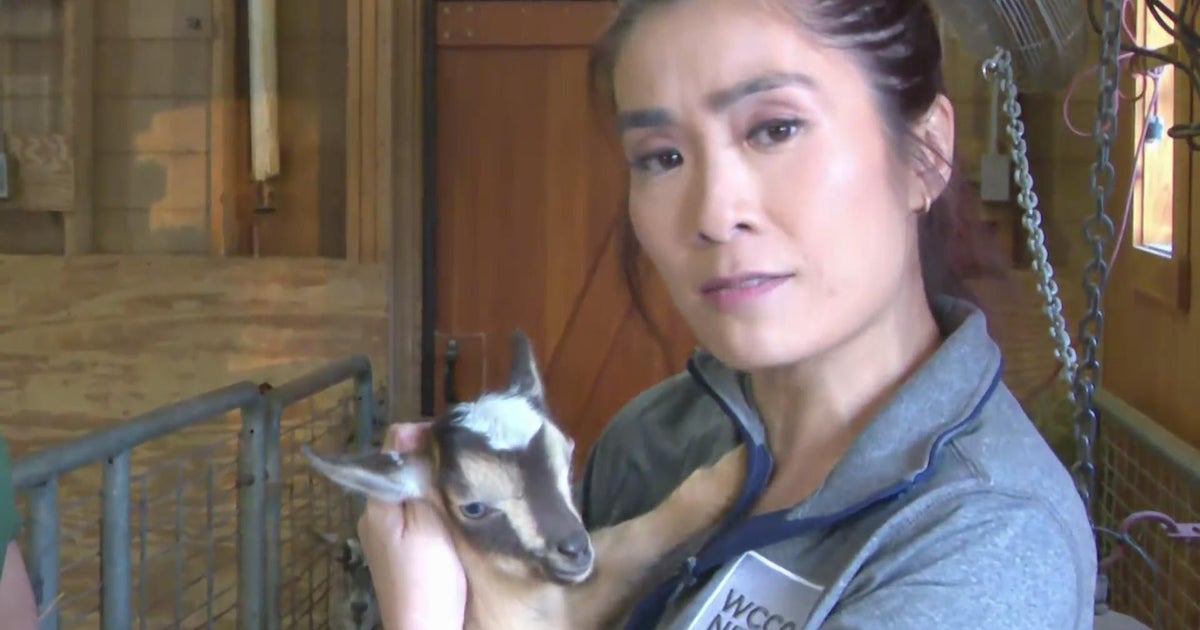 Farm Babies are back at Minnesota Zoo - CBS Minnesota