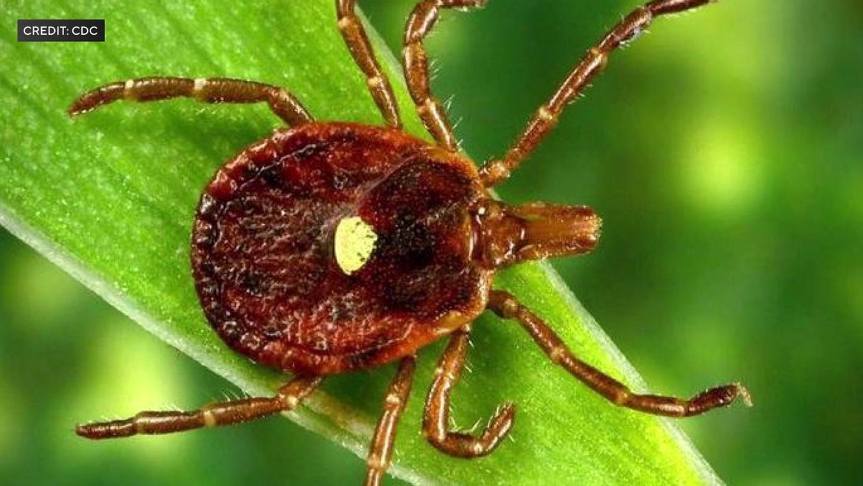Increase in tickborne disease Alpha-Gal found on Martha's Vineyard ...