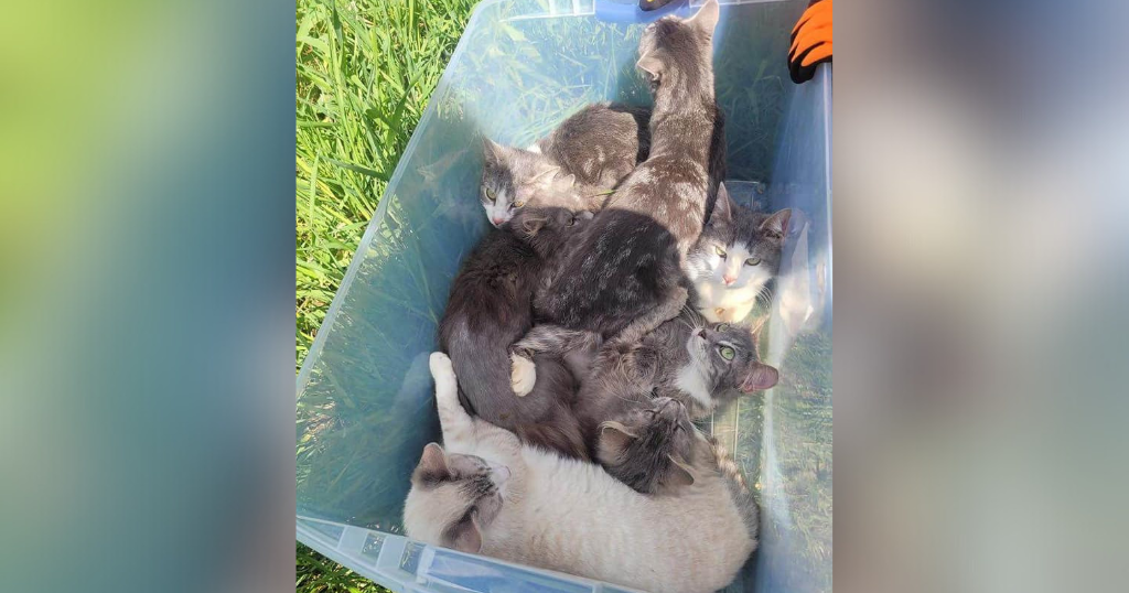 37 cats found dumped in Westmoreland County field - CBS Pittsburgh