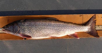 DNR asks Michiganders for help in reporting marked splake in Lake ...